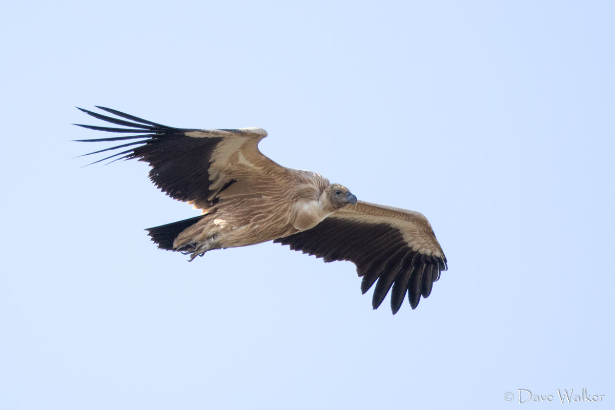 Movements of the Griffon Vulture in Cyprus - LIFE With Vultures